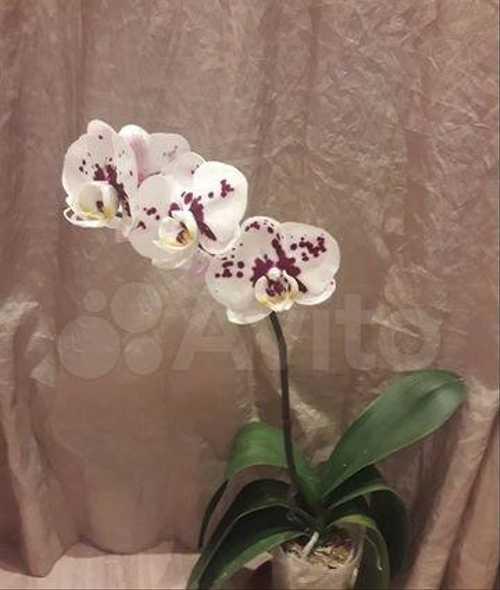 Орхидея фаленопсис Miki Spot "MK 96"