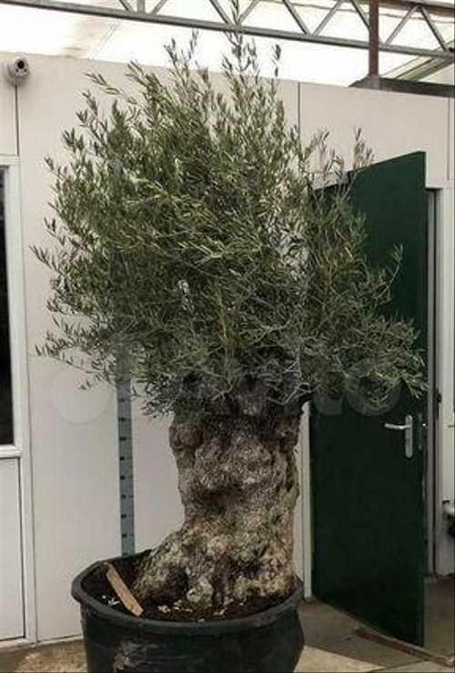 Оливоковое Дерево /Олива Европейская Высота 260 см
