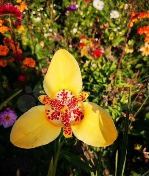 Тигридия (садовая орхидея)