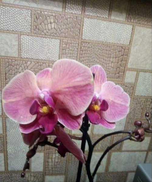 Орхидея фаленопсис золотое яблоко