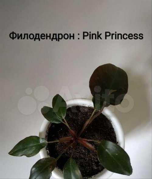 Филодендрон : Розовая принцесса