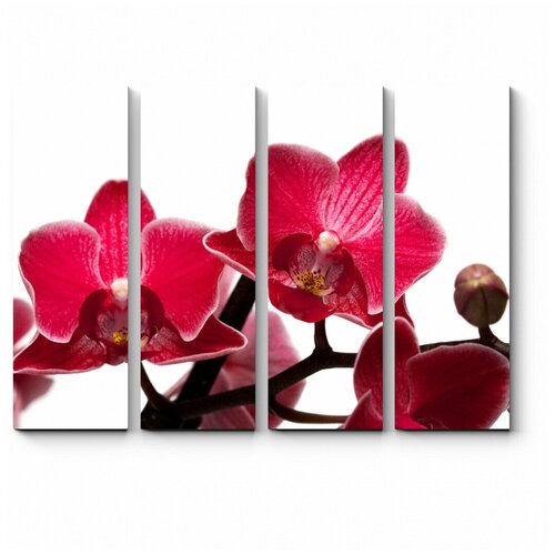 Модульная картина Магия орхидей 60x45