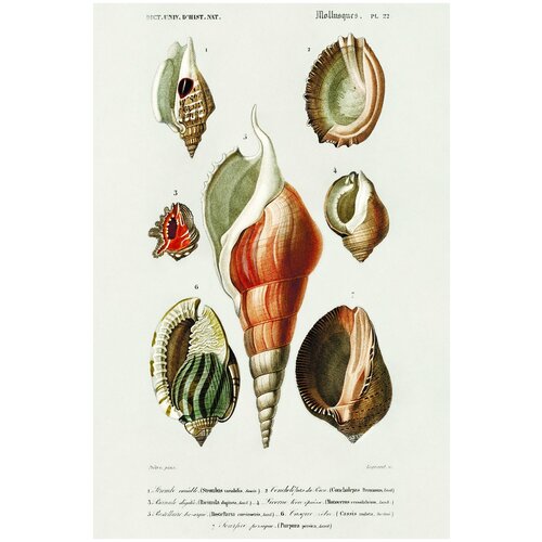 Постер / Плакат / Картина Различные виды моллюсков 50х70 см в подарочном тубусе