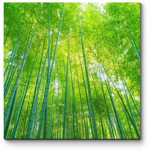 Модульная картина Бамбуковый лес 50x50