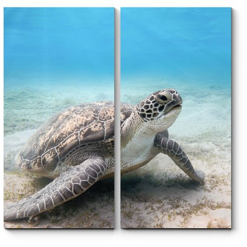 Модульная картина Чарующая подводная черепаха 90x90