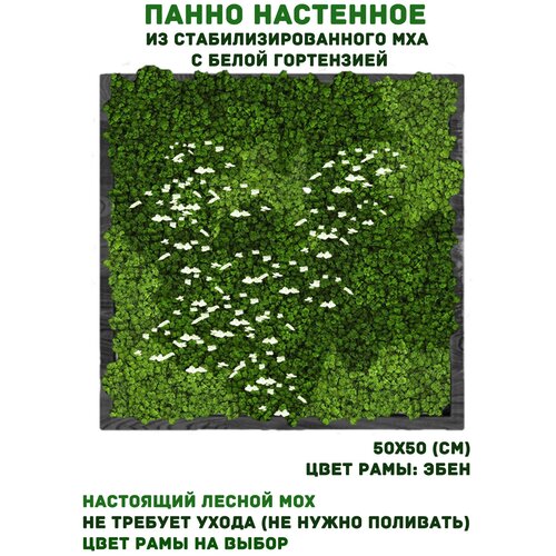 Панно из стабилизированно мха GardenGo с белой гортензией в рамке цвета эбен, 50х50 см, цвет мха зеленый