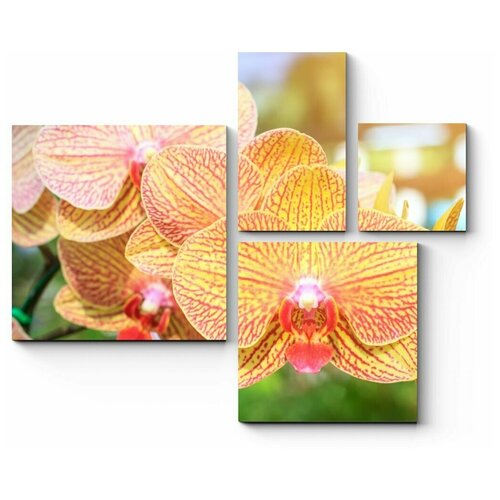 Модульная картина Тайская орхидея 72x60