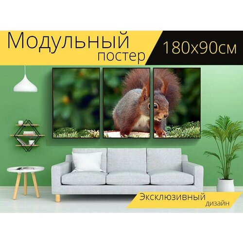Модульный постер "Белка, животное, млекопитающее" 180 x 90 см. для интерьера