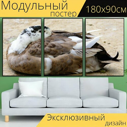 Модульный постер "Утка, лебедь, птица" 180 x 90 см. для интерьера