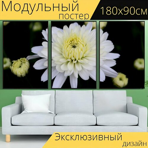 Модульный постер "Хризантема, цветок, блум" 180 x 90 см. для интерьера