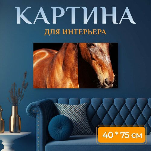 Картина на холсте "Лошадь, троттер, кобыла" на подрамнике 75х40 см. для интерьера