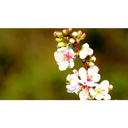 Картина на холсте 60x110 Альянс Лес "Сакура весна макро ветка" на подрамнике / интерьер/ декор