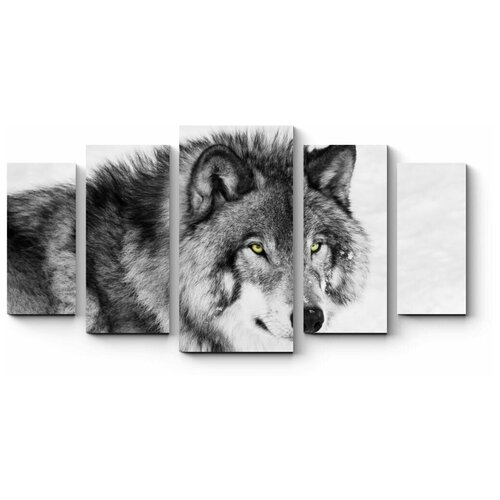 Модульная картина Черно-белый портрет волка 180x99