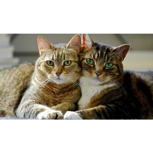Картина на холсте 60x110 LinxOne "Кот пара взгляд кошка" интерьерная для дома / на стену / на кухню / с подрамником