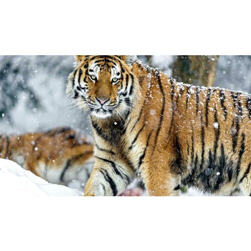 Картина на холсте 110x60 LinxOne "Тигры хищник снег взгляд" интерьерная для дома / на стену / на кухню / с подрамником
