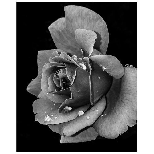 Постер / Плакат / Картина Роза в черно-белом 50х70 см в подарочном тубусе