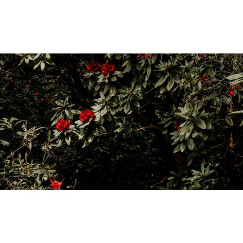 Картина на холсте 60x110 LinxOne "Дерево, цветы, красный, растение, сад" интерьерная для дома / на стену / на кухню / с подрамником