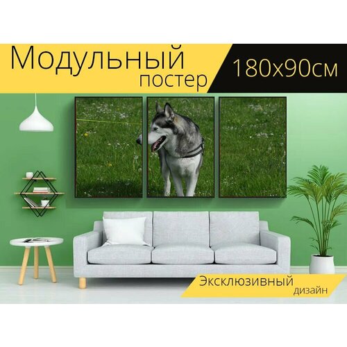 Модульный постер "Хаски, собака, снежная собака" 180 x 90 см. для интерьера