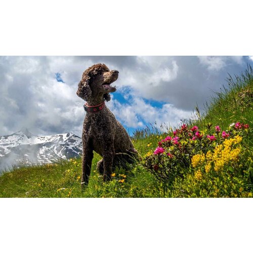 Картина на холсте 60x110 LinxOne "Пудель собака траве пудели" интерьерная для дома / на стену / на кухню / с подрамником