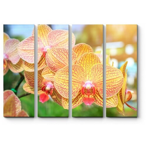Модульная картина Тайская орхидея 150x113