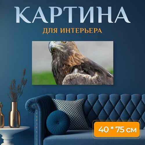 Картина на холсте "Орел, хищные птицы, хищник" на подрамнике 75х40 см. для интерьера