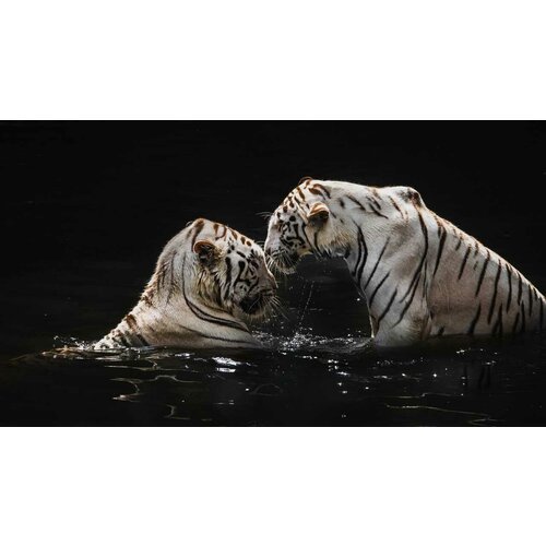Картина на холсте 60x110 LinxOne "Тигры Животные Белые Тигры" интерьерная для дома / на стену / на кухню / с подрамником