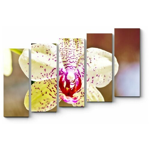 Модульная картина Тигровая орхидея 160x112
