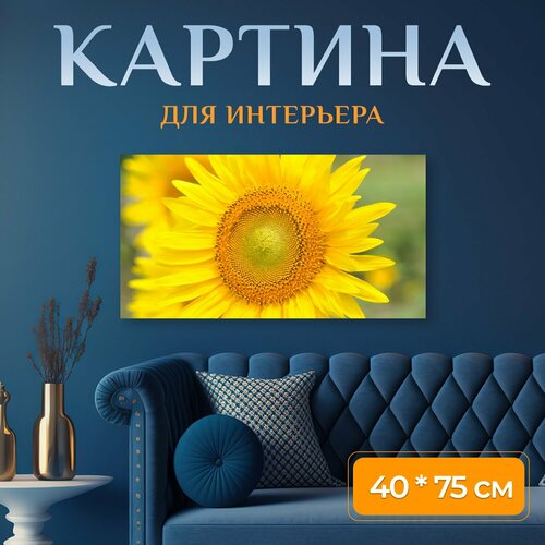 Картина на холсте "Подсолнечник, цветок, летом" на подрамнике 75х40 см. для интерьера