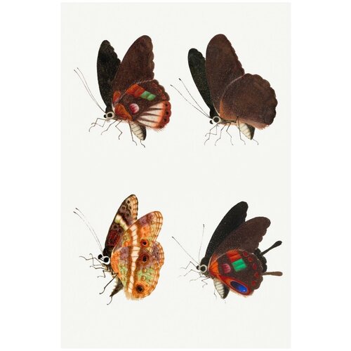 Постер / Плакат / Картина Бабочки - Волшебные бабочки 90х120 см в подарочном тубусе