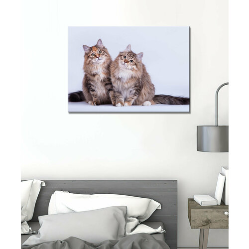 Картина - кошка, сибирская кошка, домашняя кошка, ласковая кошка, полудлинношёрстная кошка, кот (106) 40х60