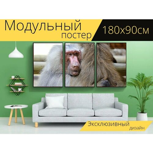 Модульный постер "Плащ бабуина, бабуин, обезьяны" 180 x 90 см. для интерьера