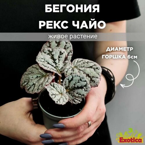 Бегония Рекс Чайо (Begonia Rex Chayo) D6см