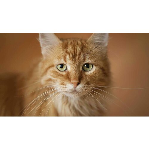 Картина на холсте 60x110 LinxOne "Кот портрет рыжий" интерьерная для дома / на стену / на кухню / с подрамником