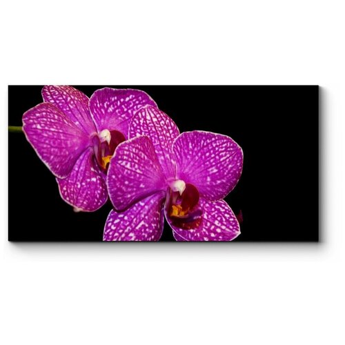 Модульная картина Тропическая орхидея 80x40