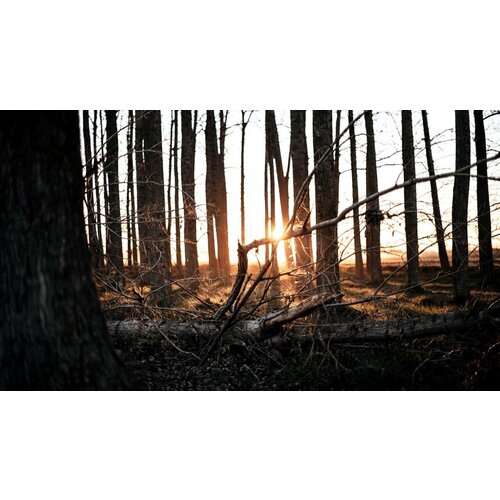Картина на холсте 60x110 LinxOne "Лес деревья закат" интерьерная для дома / на стену / на кухню / с подрамником