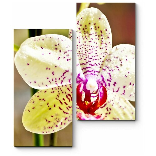 Модульная картина Тигровая орхидея 50x63
