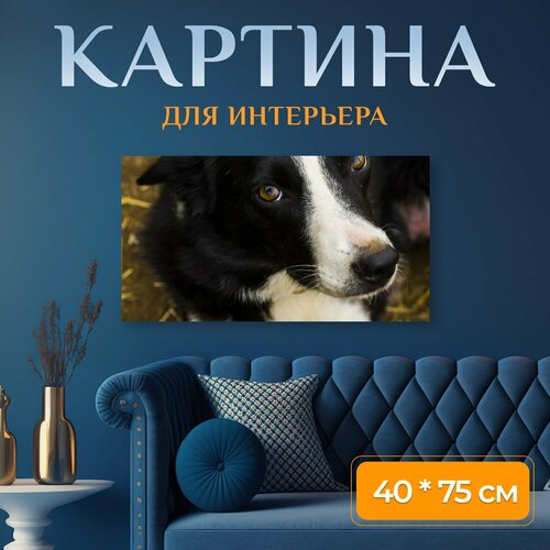 Картина на холсте "Собака, на открытом воздухе, колли" на подрамнике 75х40 см. для интерьера