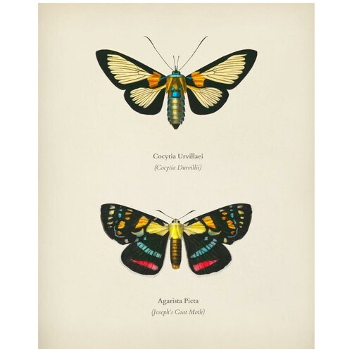 Постер / Плакат / Картина Бабочки - Дуэт разноцветных бабочек 90х120 см в подарочном тубусе