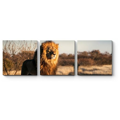 Модульная картина Одинокий лев 190x63