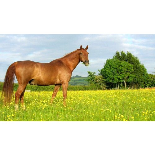 Картина на холсте 60x110 LinxOne "Лошадь трава лето конь" интерьерная для дома / на стену / на кухню / с подрамником