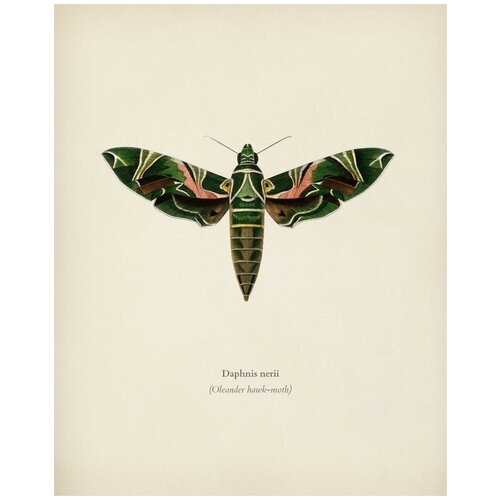 Постер / Плакат / Картина Бабочки - Изумрудная бабочка 50х70 см в раме