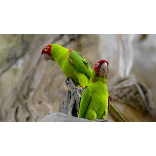Картина на холсте 60x110 LinxOne "Животные попугаи птицы пара" интерьерная для дома / на стену / на кухню / с подрамником
