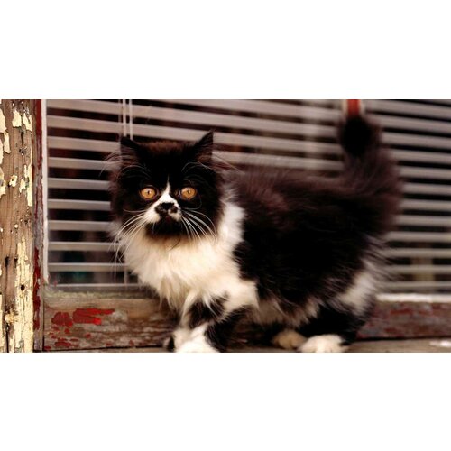 Картина на холсте 60x110 LinxOne "Cat кошка черный белый котенок" интерьерная для дома / на стену / на кухню / с подрамником