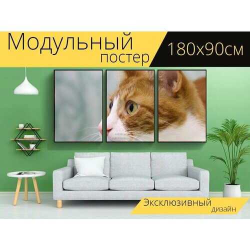 Модульный постер "Кот, кошка, мех" 180 x 90 см. для интерьера