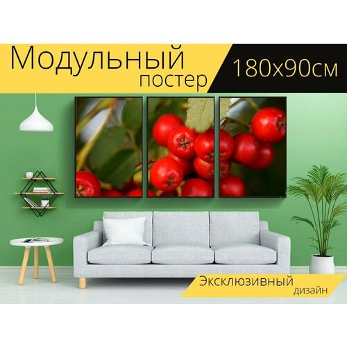 Модульный постер "Ягоды рябины, красный, ягода" 180 x 90 см. для интерьера
