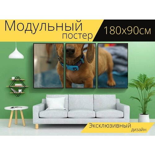 Модульный постер "Собака, щенок, ветеринарная клиника" 180 x 90 см. для интерьера