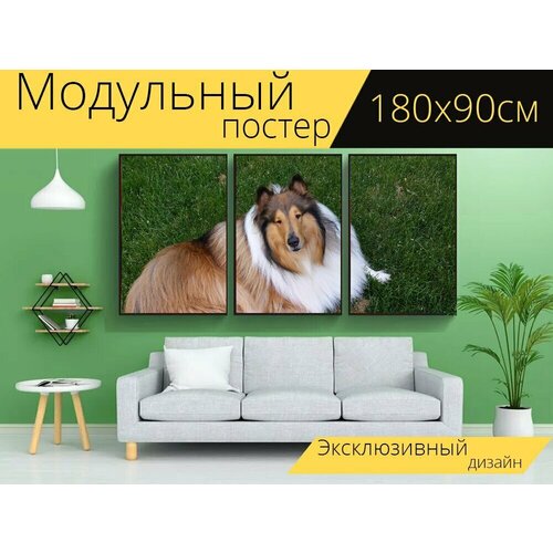 Модульный постер "Колли, триколор, собака" 180 x 90 см. для интерьера