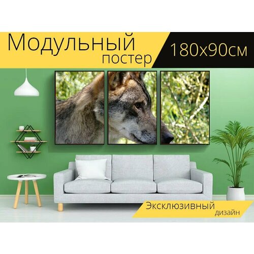 Модульный постер "Волк, голова волка, животное" 180 x 90 см. для интерьера