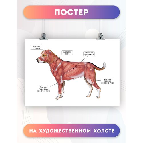 Постер на холсте Анатомия собака (3) 60х80 см