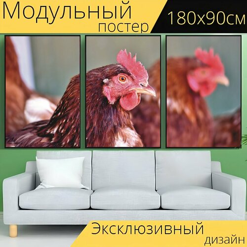 Модульный постер "Курица, домашняя птица, оковалок" 180 x 90 см. для интерьера